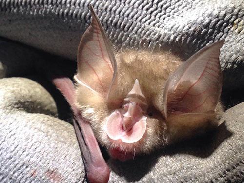 Rachael Cooper-Bohannon - Using Genetic Tools to Assess the Conservation Status of Cave-Dwelling ...